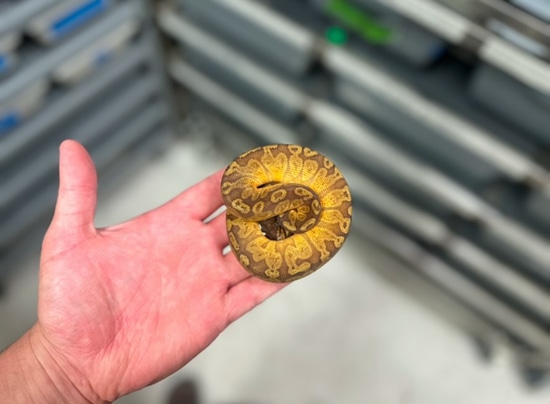 Sunset Het Hypo Ball Python by Reptile Bros