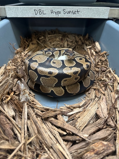 DBL Het Hypo Sunset ( Proven Breeder ) Ball Python by Reptile Bros