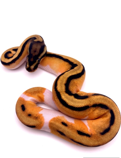 Super Orange Dream Piebald Ball Python by Supreme Serpents