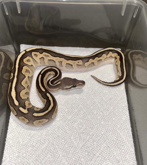 Cinnamon Mojave Pastel Ball Python by Crw python morphs
