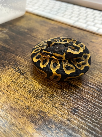 Pastel Leopard Yellow Belly Ball Python by Bodacious Balls