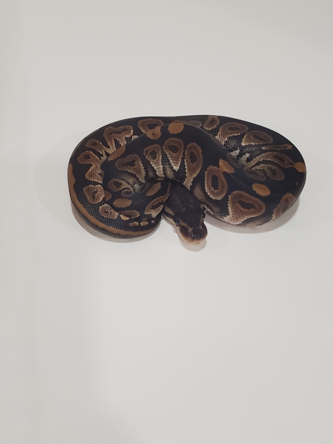 Black Pastel 100% Het Piebald Ball Python by Barn Loft Reptiles ...
