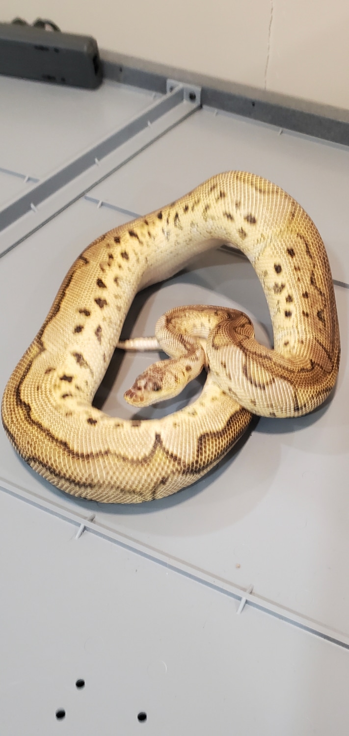 Pastel Clown Ball Python by Barn Loft Reptiles - MorphMarket