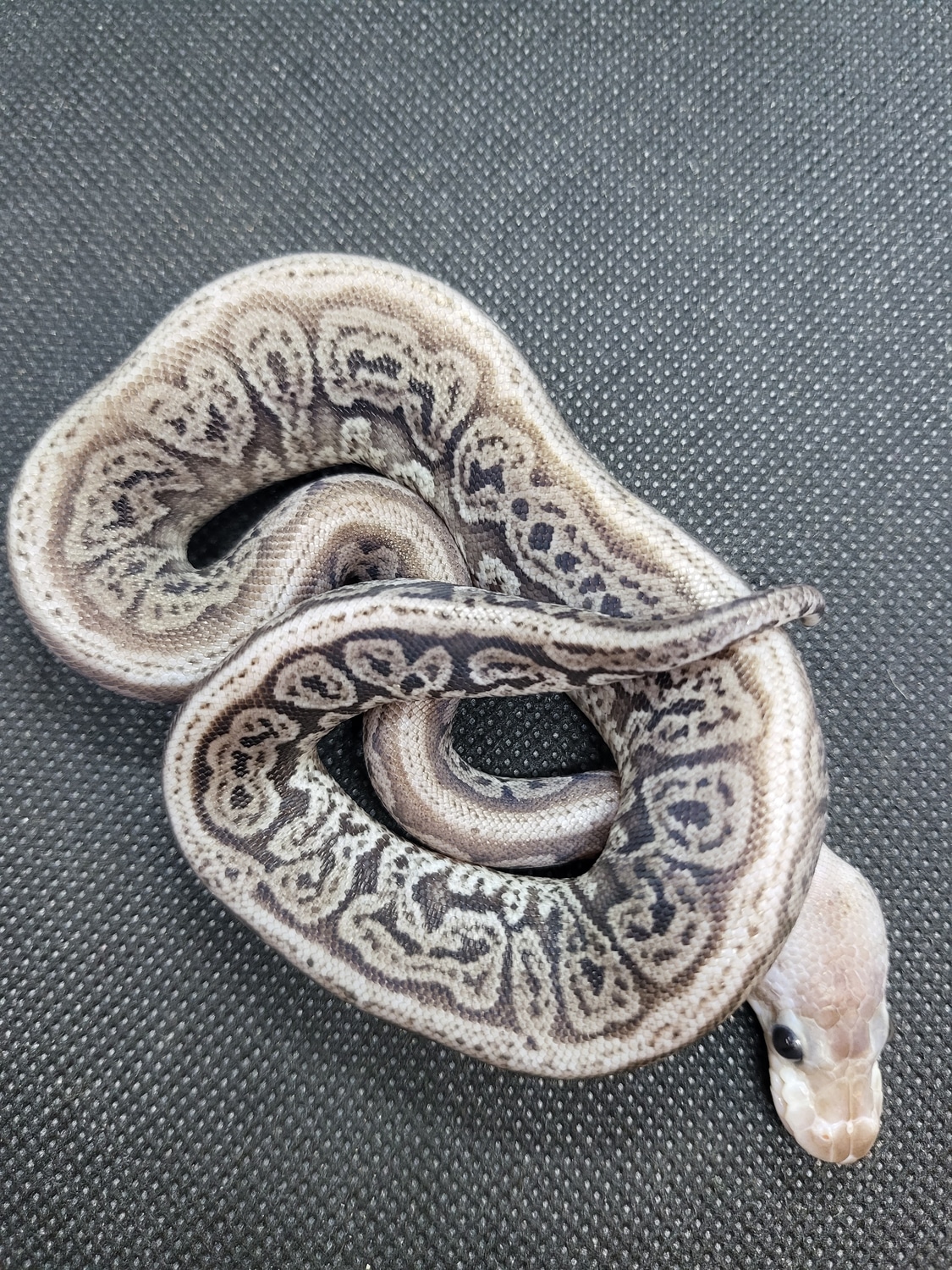 Gargoyle Ball Python by Country boy reptiles - MorphMarket