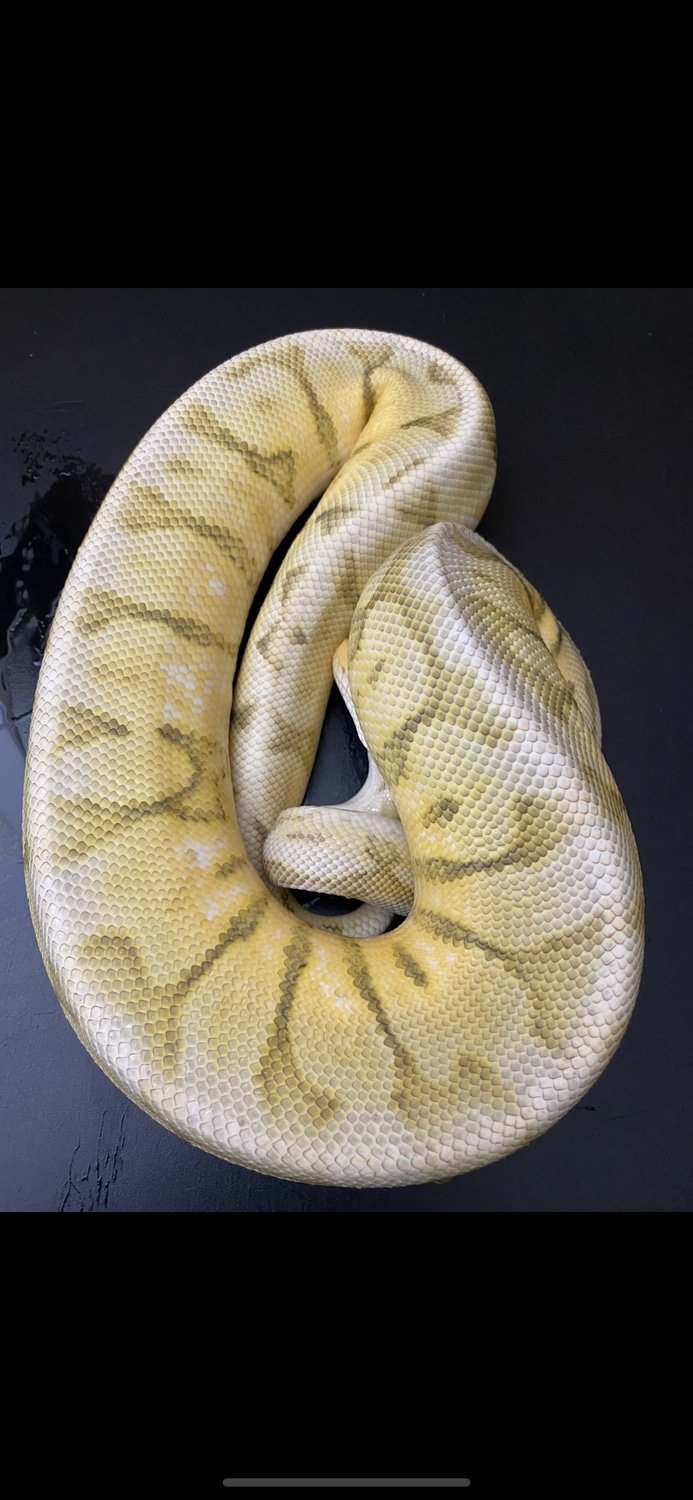 Super Pastel Possible Black Pastel Spider Ghost 50% Het Vpi Axanthic ...