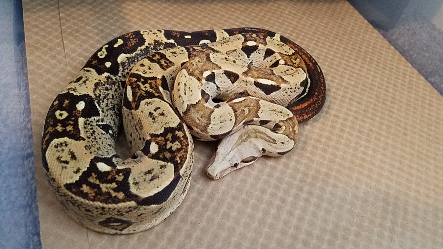 Pink Panther VPI T+ Boa Constrictor by Ryan's Reptile Experience ...