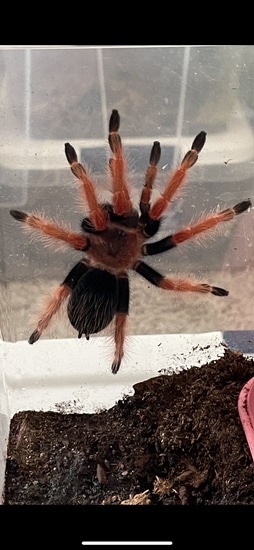Mexican Fire Leg Tarantula Brachypelma Boehmei by Courtney's ...