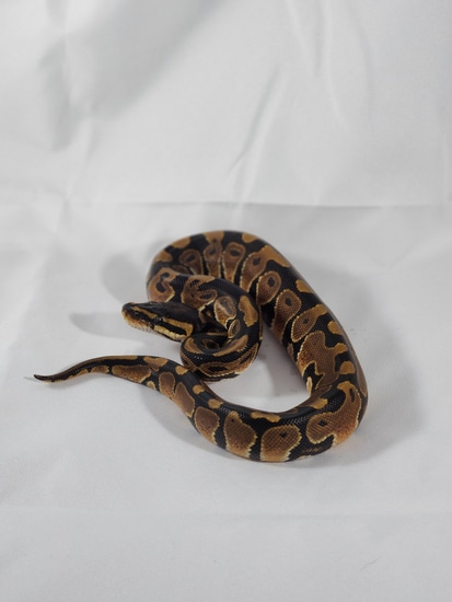 Normal Ball Python by Swamp Serpents
