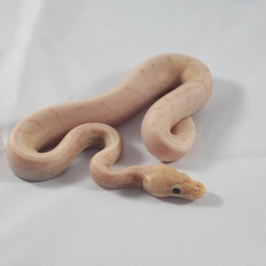 Coral Glow Spinner Fire Ball Python by Swamp Serpents