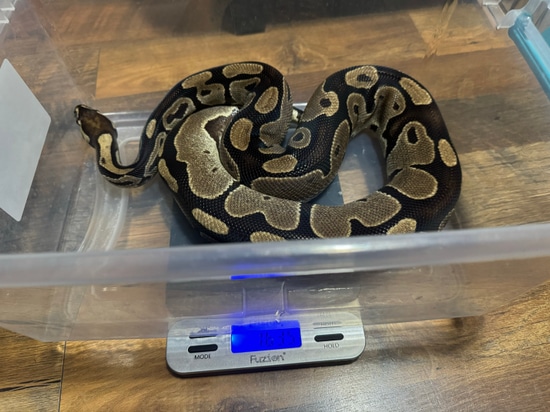 Proven Breeder GHI Het Pied Ball Python by C&O Reptiles LLC