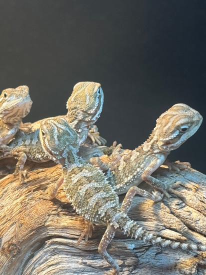 Baby Rankin’s Dragons Rankin's Dragon by C&O Reptiles LLC