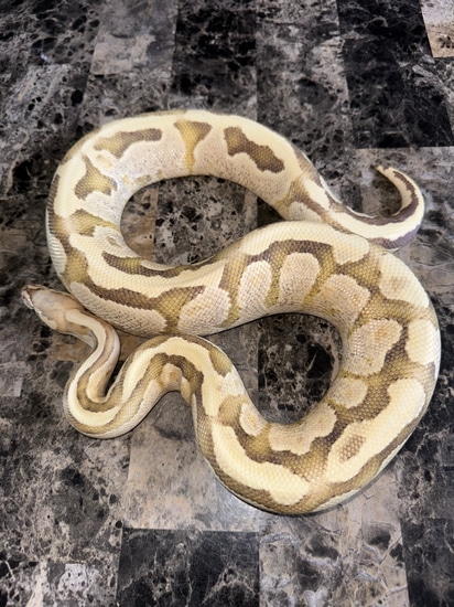 Vanilla Cream Ball Python by C&O Reptiles LLC