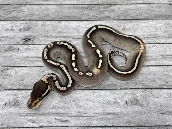 GHI Black Pastel Lesser Het Clown Ball Python by Ball Pythons & Co