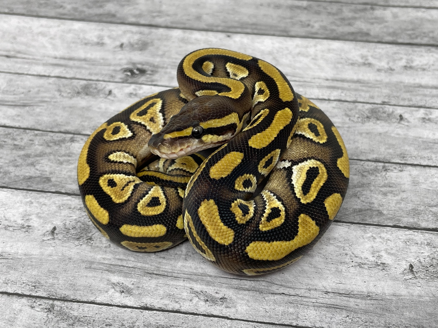 Male Mojave 100% Het Clown Ball Python by Ball Pythons & Co - MorphMarket