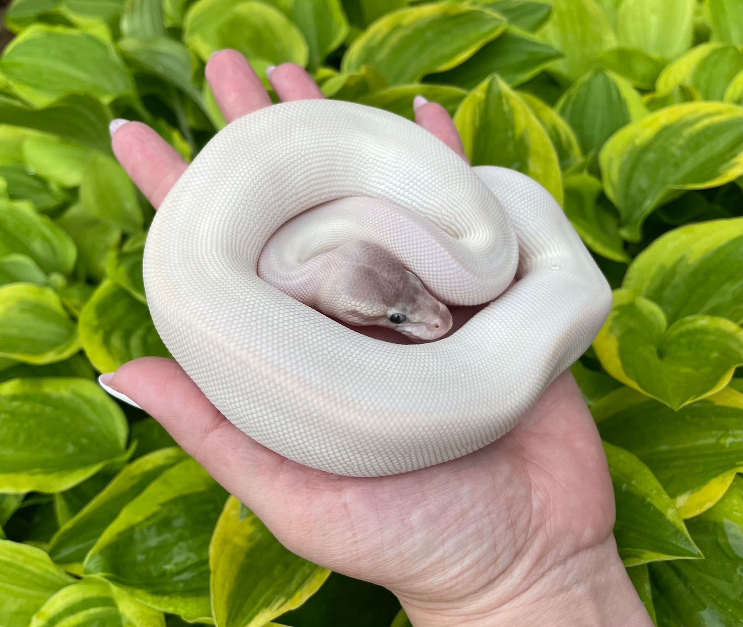 FREE SHIPPING Female Super Mojave 100% Het Clown Ball Python by Ball ...