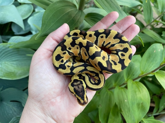 Female Pastel Enchi Hatchling Ball Python by Ball Pythons & Co