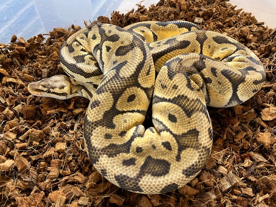 Adult Female Super Pastel Ball Python by Ball Pythons & Co