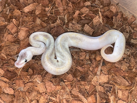 FREE SHIPPING - Female Champagne Mojave Pastel 100% Het Hypo Ball ...
