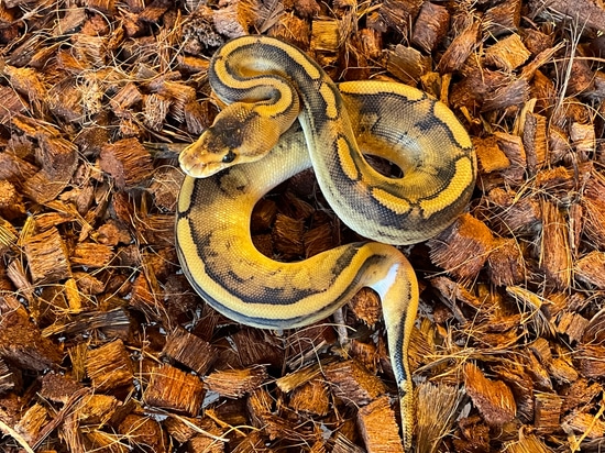 FREE SHIPPING- Female Champagne Leopard 100% Het Hypo Ball Python by ...