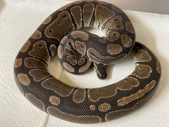 Adult Female DH VPI Axanthic/Genetic Stripe Ball Python by Ball Pythons & Co