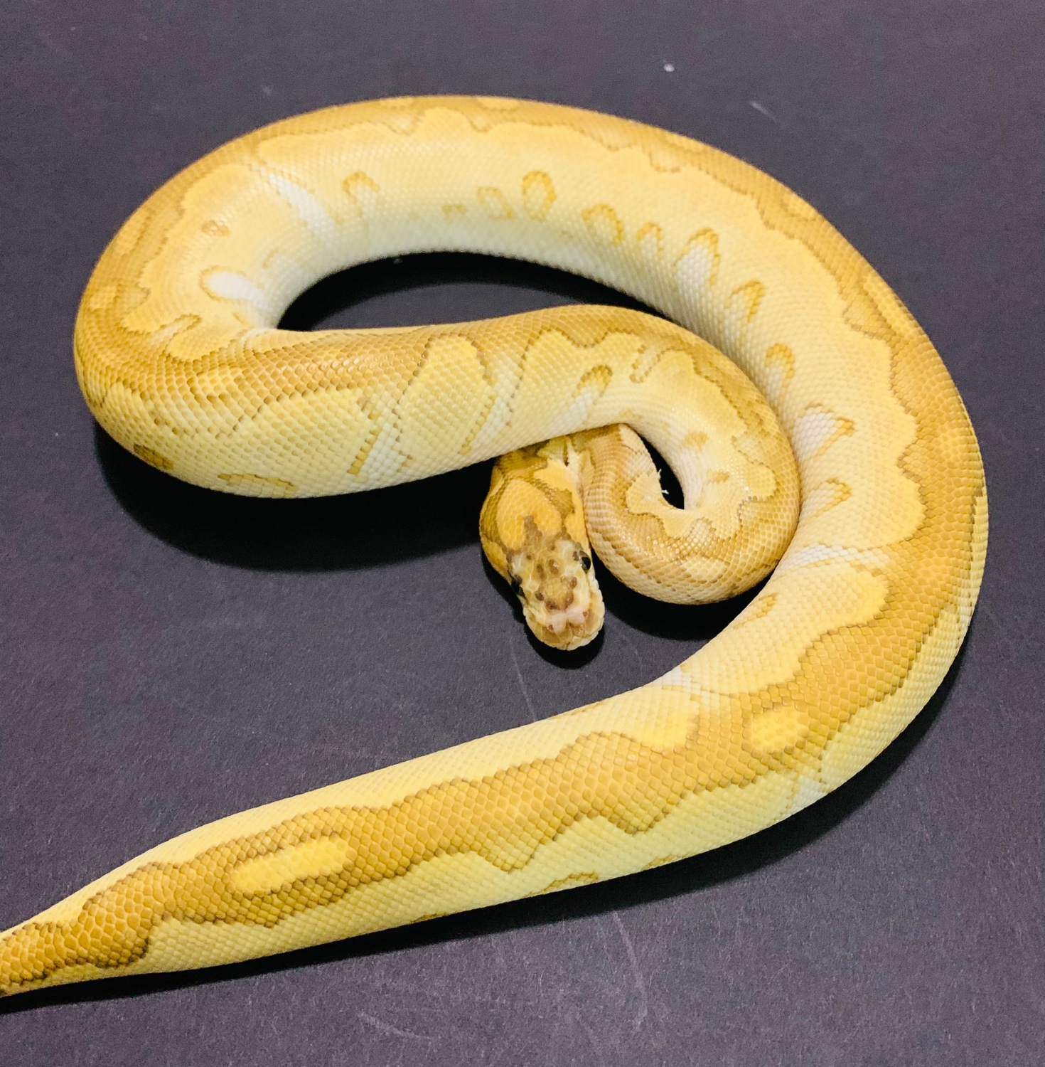 Lesser Clown Ball Python by Courtyard Exotics - MorphMarket