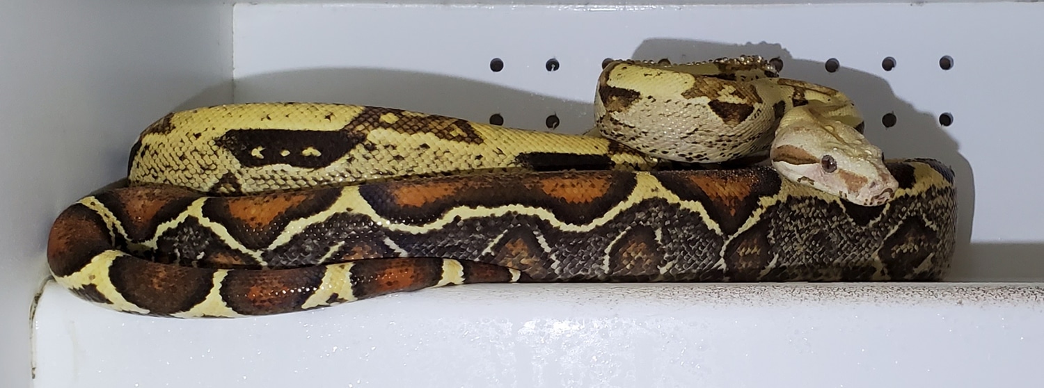 VPI Boa Constrictor by Couyon Boas - MorphMarket
