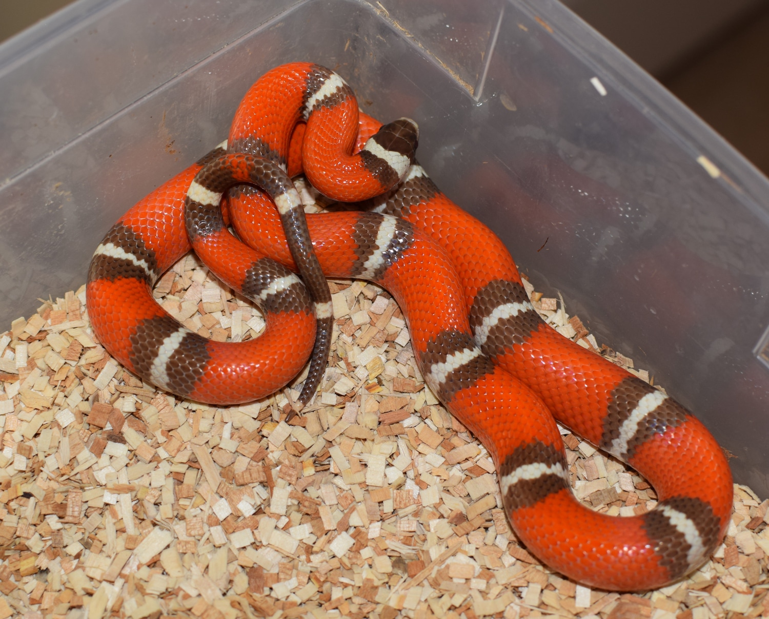 T+ Nelson's Milk Snake by Coveted Constrictors - MorphMarket