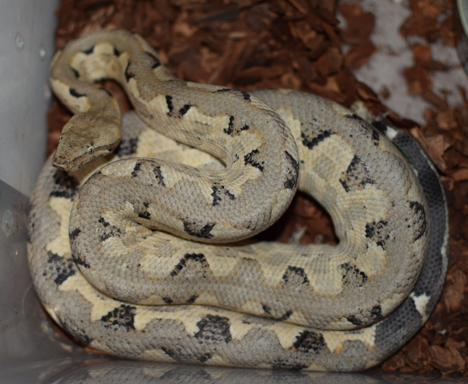 CBB Solomon Island Ground Boa by Coveted Constrictors - MorphMarket