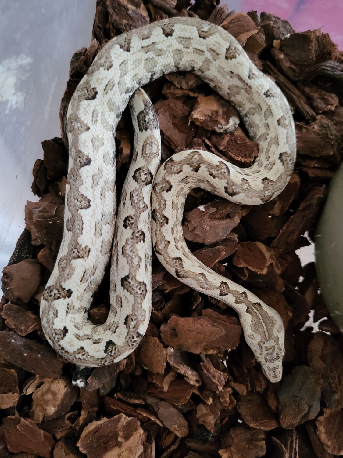 CBB Late 2020 Solomon Island Ground Boa Dumeril's Boa by Coveted ...