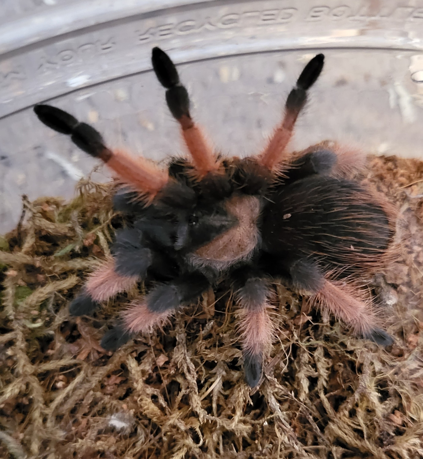 Brachypelma Emilia - Mexican Red Leg Tarantula by Coveted Constrictors ...