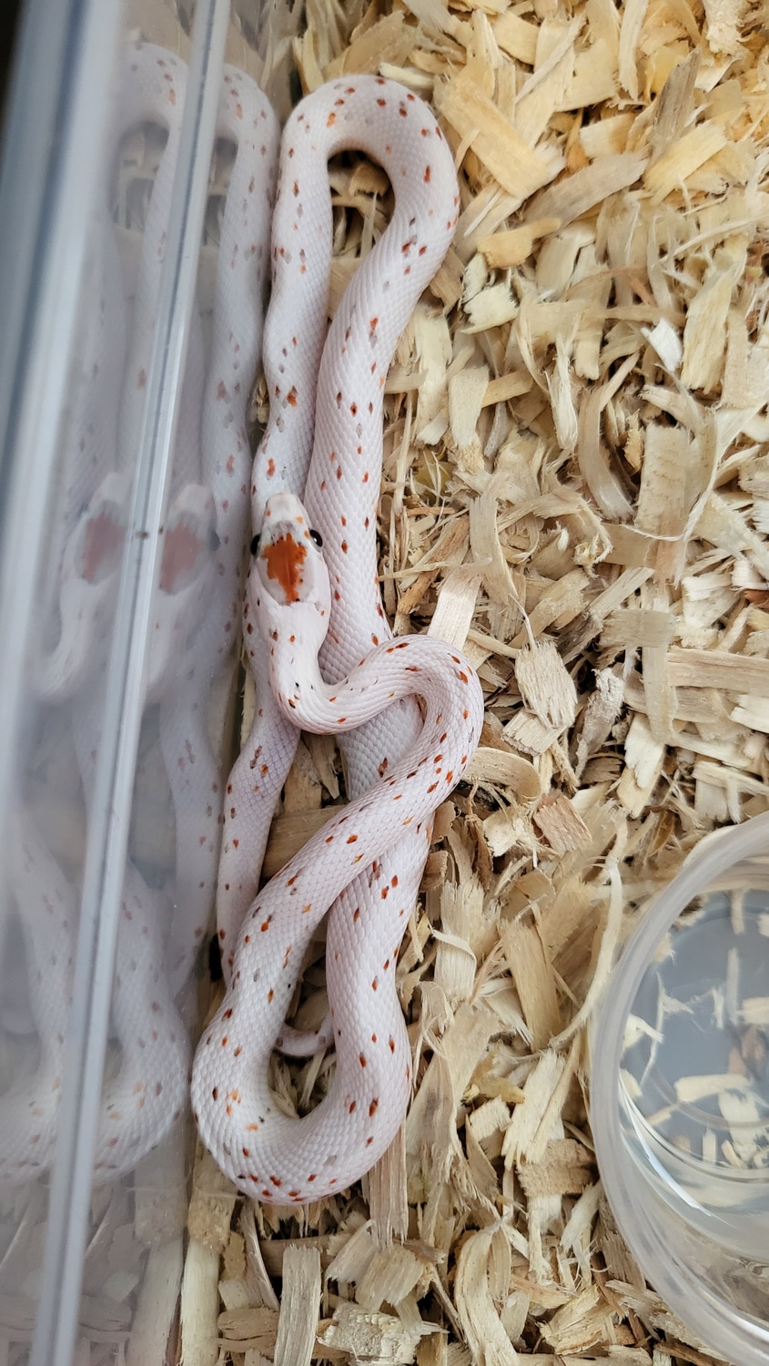 Palmetto Female Corn Snake by Coveted Constrictors - MorphMarket