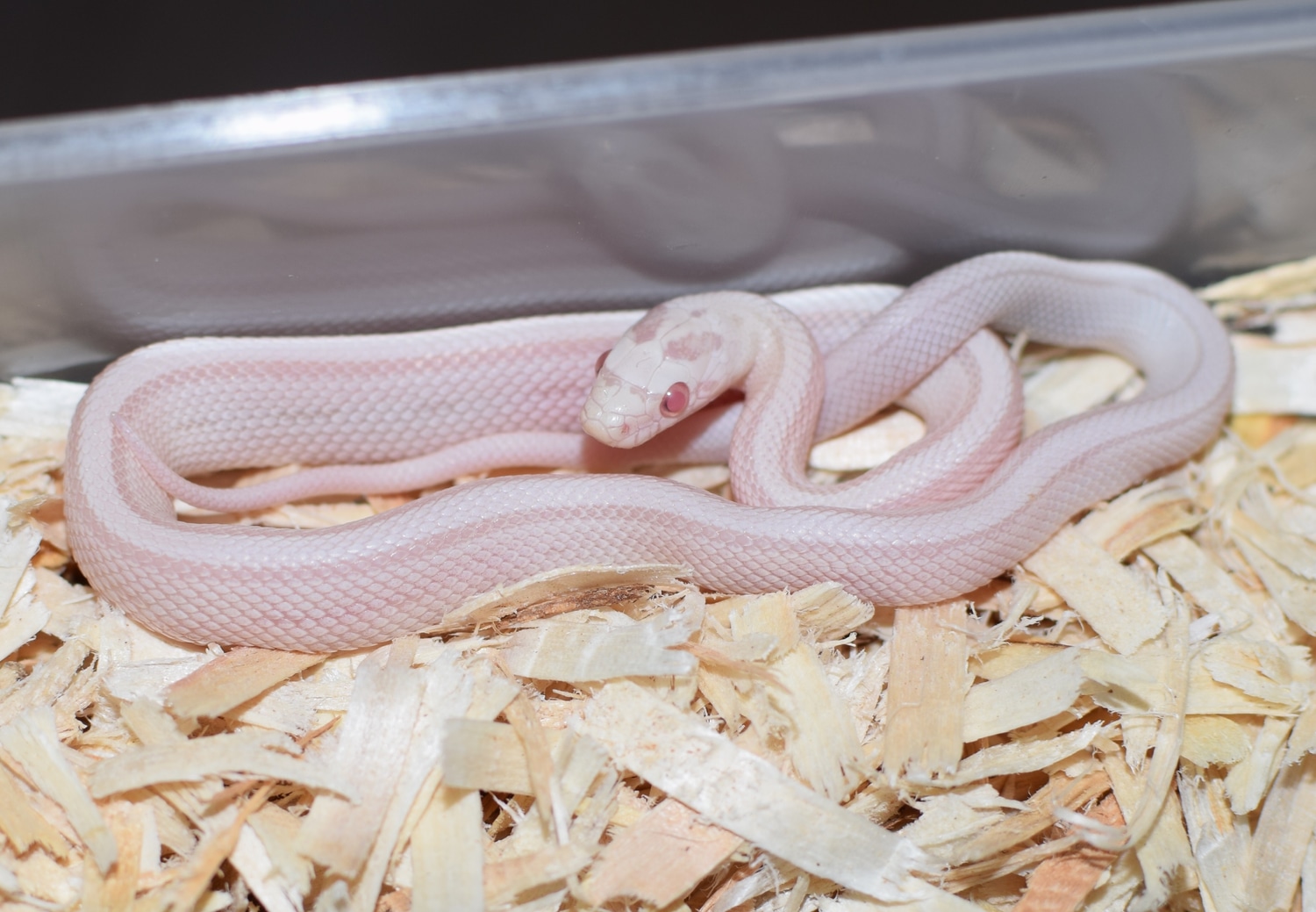 Snowsicle Stripe Corn Snake by Coveted Constrictors - MorphMarket