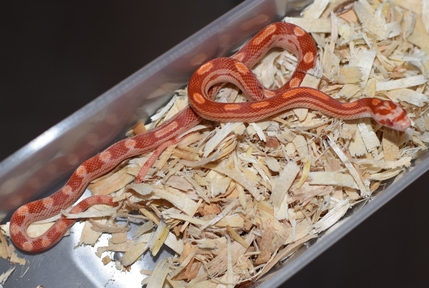 Creamsicle Motley Corn Snake by Coveted Constrictors - MorphMarket