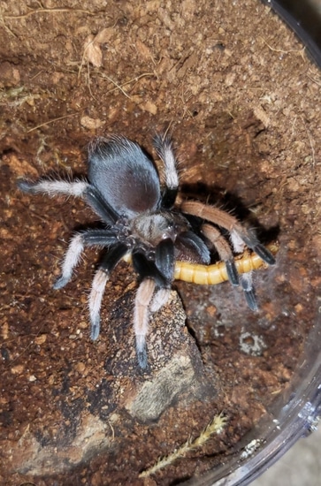 Aphonopelma Bicoloratum Mexican Blood Leg Tarantula by Coveted Constrictors