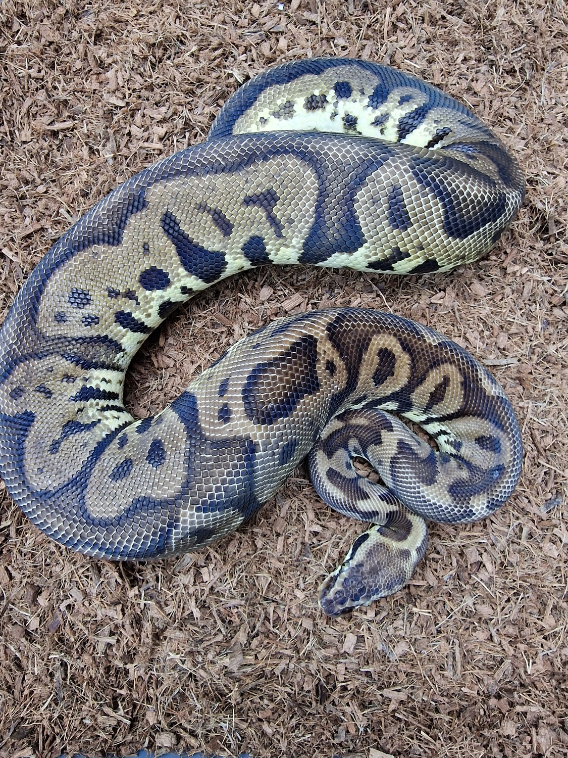Leopard Pastel Ball Python by DK Royalpythons - MorphMarket