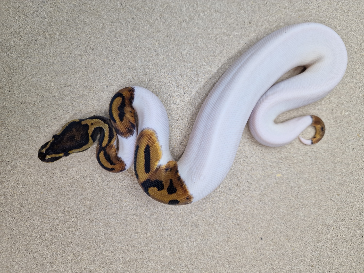 Pied Het Vpi Axanthic Ball Python by DK Royalpythons - MorphMarket