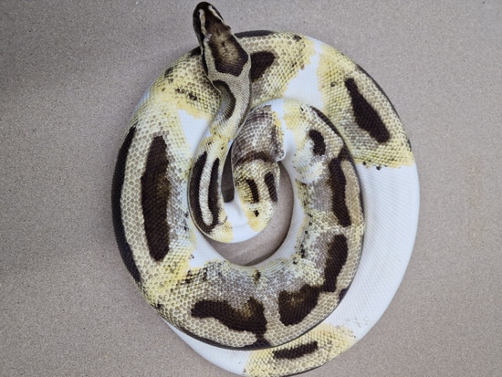 Fire Pied Ball Python by Kt_morphs