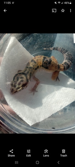 Mac Snow / Tangerine Leopard Gecko by Cowajungle