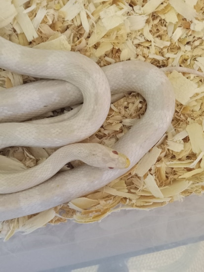 Snow Corn Snake by Cowajungle