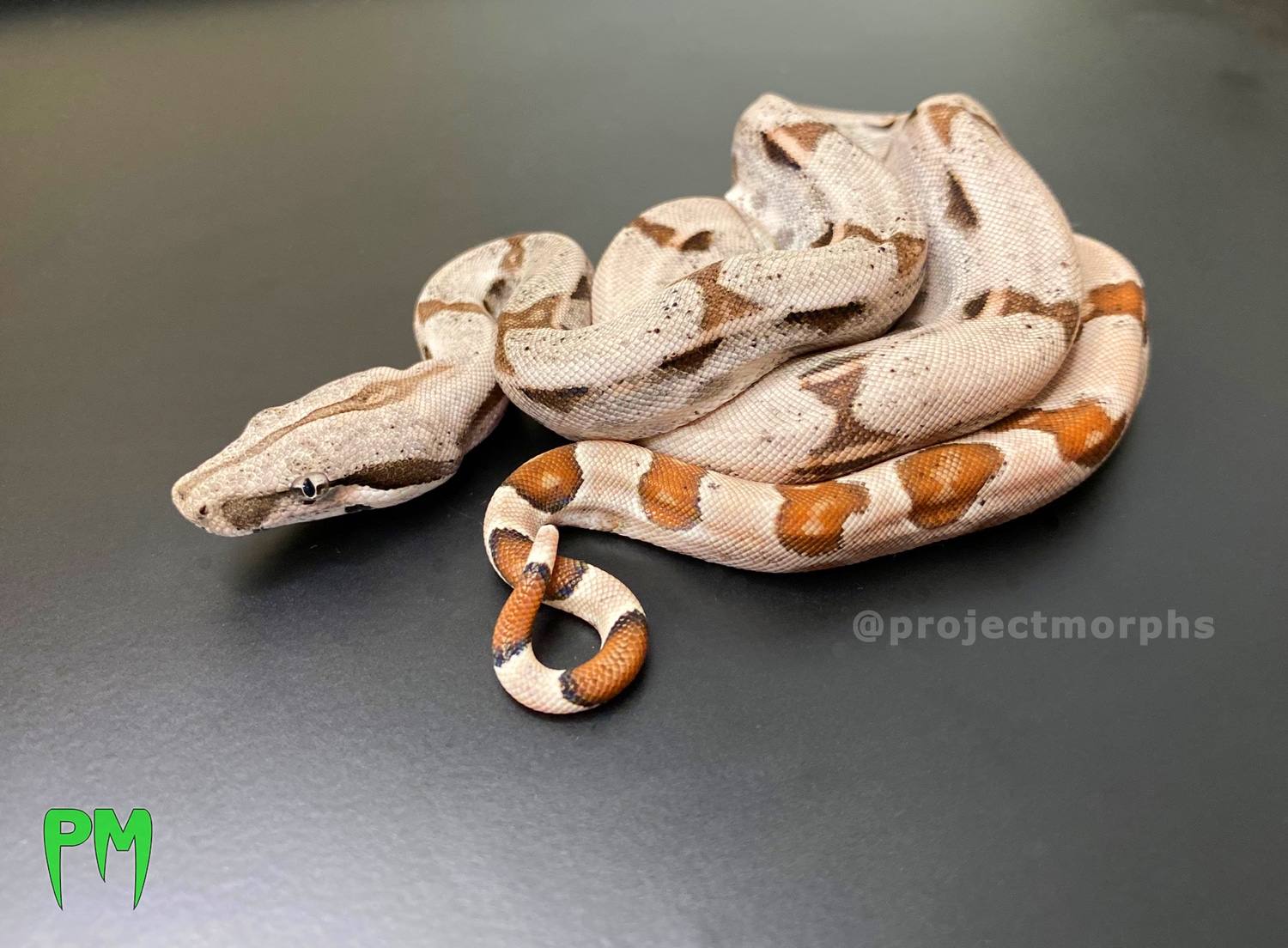 Hypo Het Anery Pos Het Albino (Moonglow Maker) Boa Constrictor by Project Morphs - MorphMarket