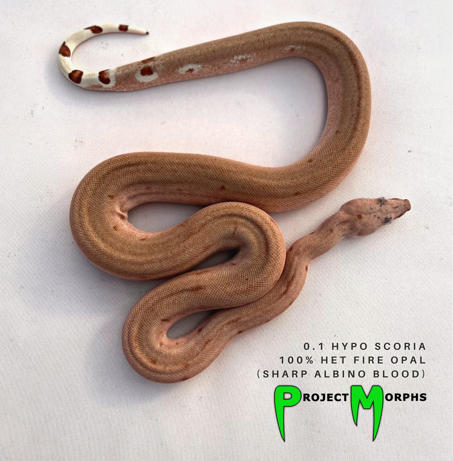 Hypo Scoria 100% Het Fire Opal Boa Constrictor by Project Morphs ...