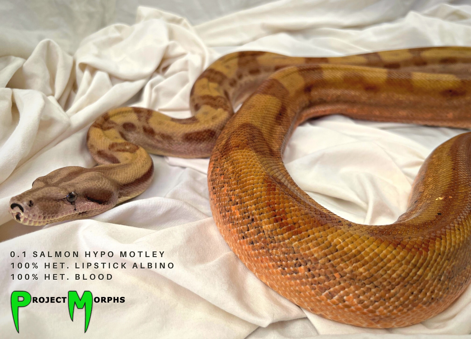 Salmon Hypo Motley 100% Het Lipstick Sun Dragon Boa Constrictor by Project Morphs - MorphMarket