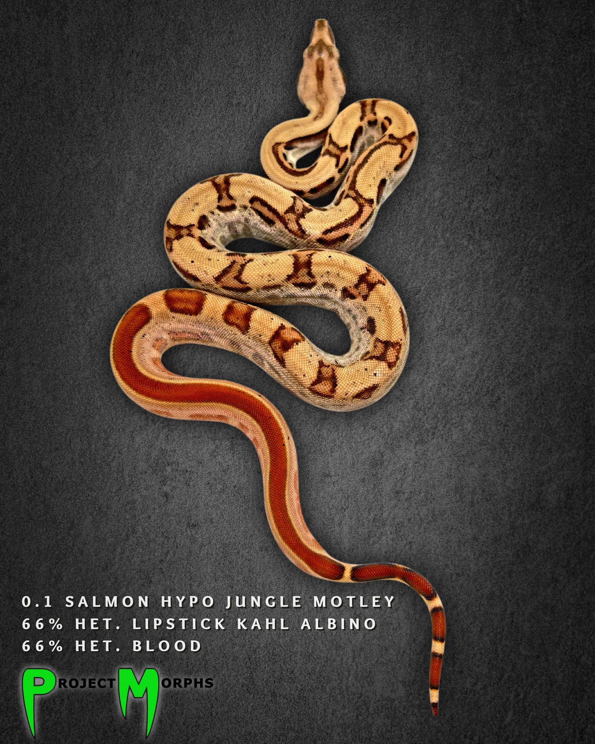 Salmon Hypo Jungle Motley DH 66% Lipstick Albino 50% Blood *PICK OF THE ...