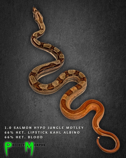 Salmon Hypo Jungle Motley DH 66% Lipstick Albino 50% Blood Boa ...