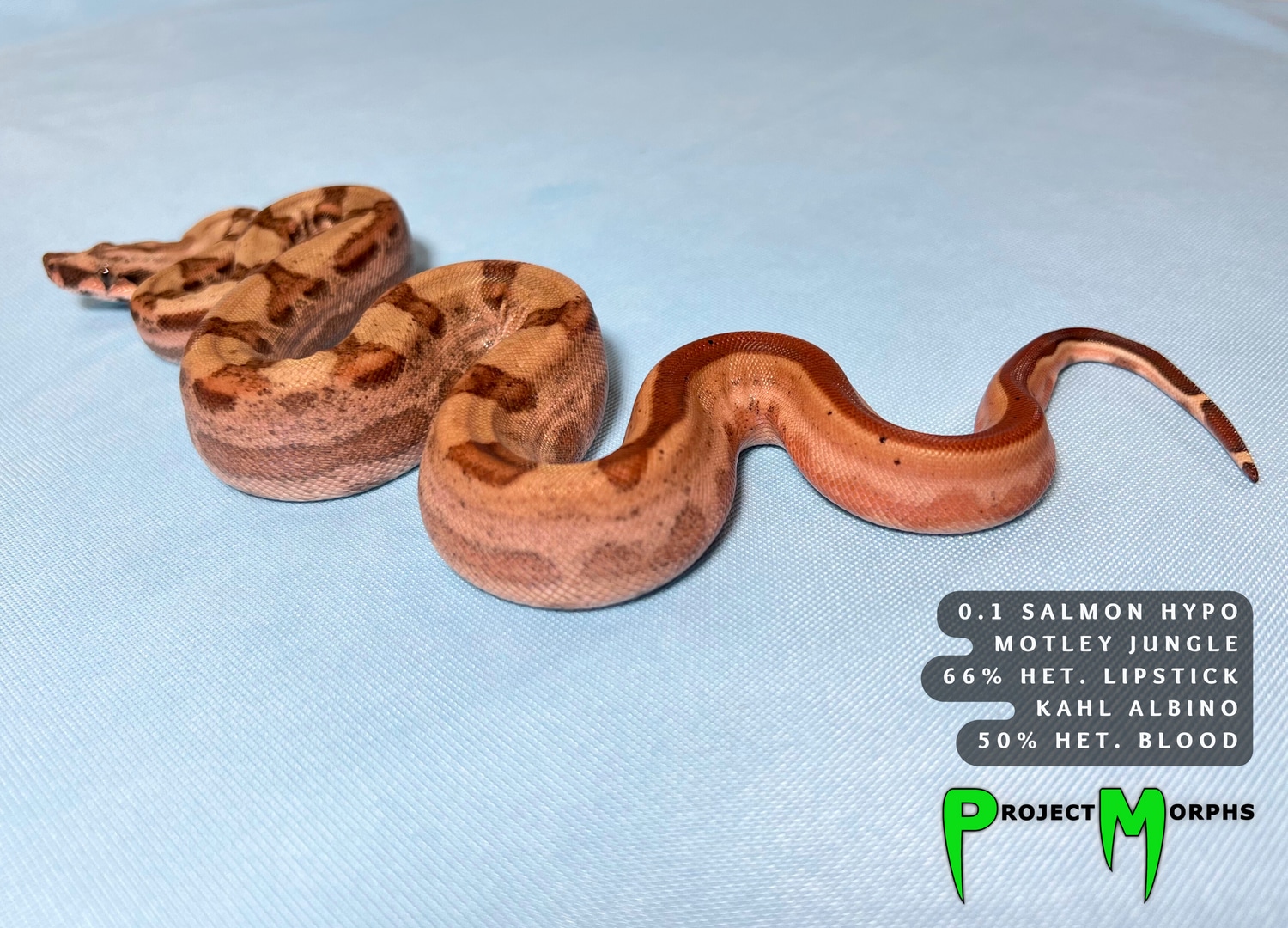 Salmon Hypo Motley Jungle DH 66% Lipstick Albino 50% Blood Boa ...