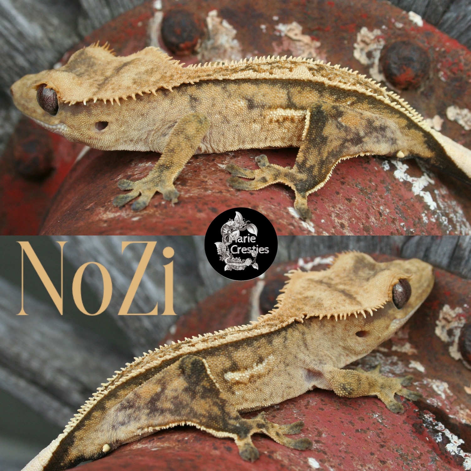 Furred Yellow Reverse Pinstripe Crested Gecko by C Marie Cresties ...