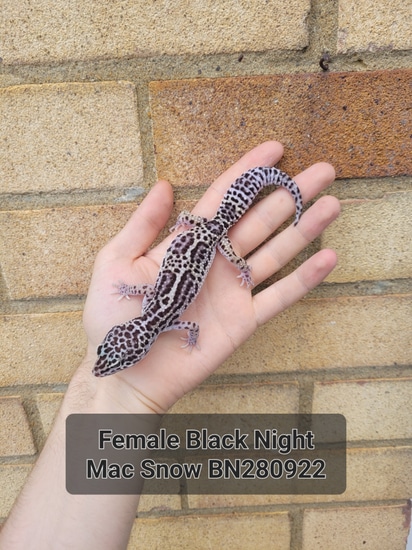 Mac Snow Black Night Leopard Gecko by Tail Tappers