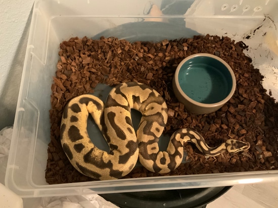 Pastel Super Enchi Leopard Yb Ball Python by KnL Constrictors