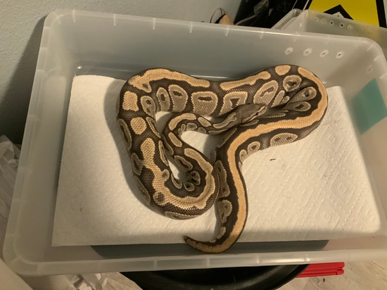 Vanilla Hypo Ball Python by KnL Constrictors