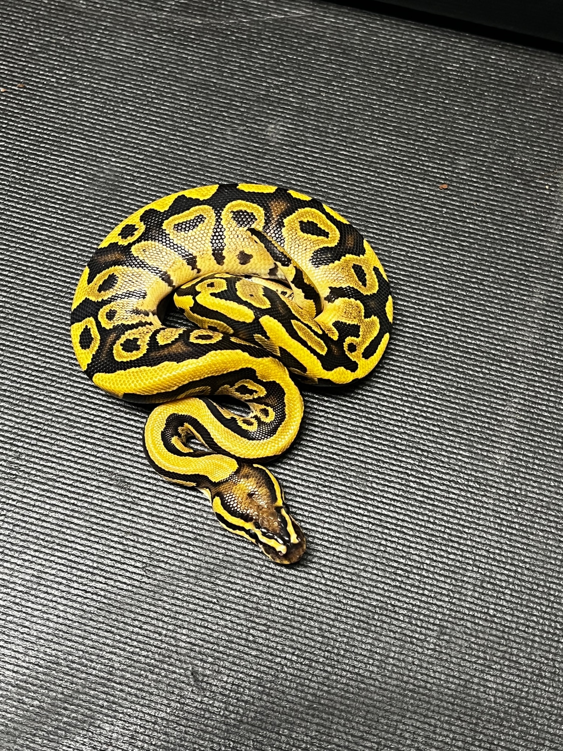 Vanilla Dh Hypo Clown Ball Python by Cox_n_Ballz - MorphMarket